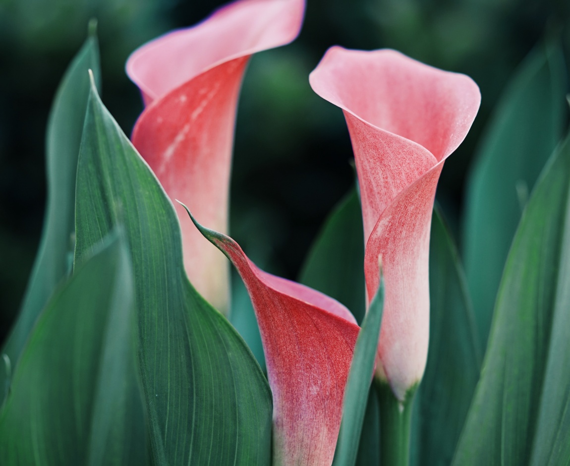 Jennifer Finlayson-Fife | Meet Your Relationship & Sexuality Coach